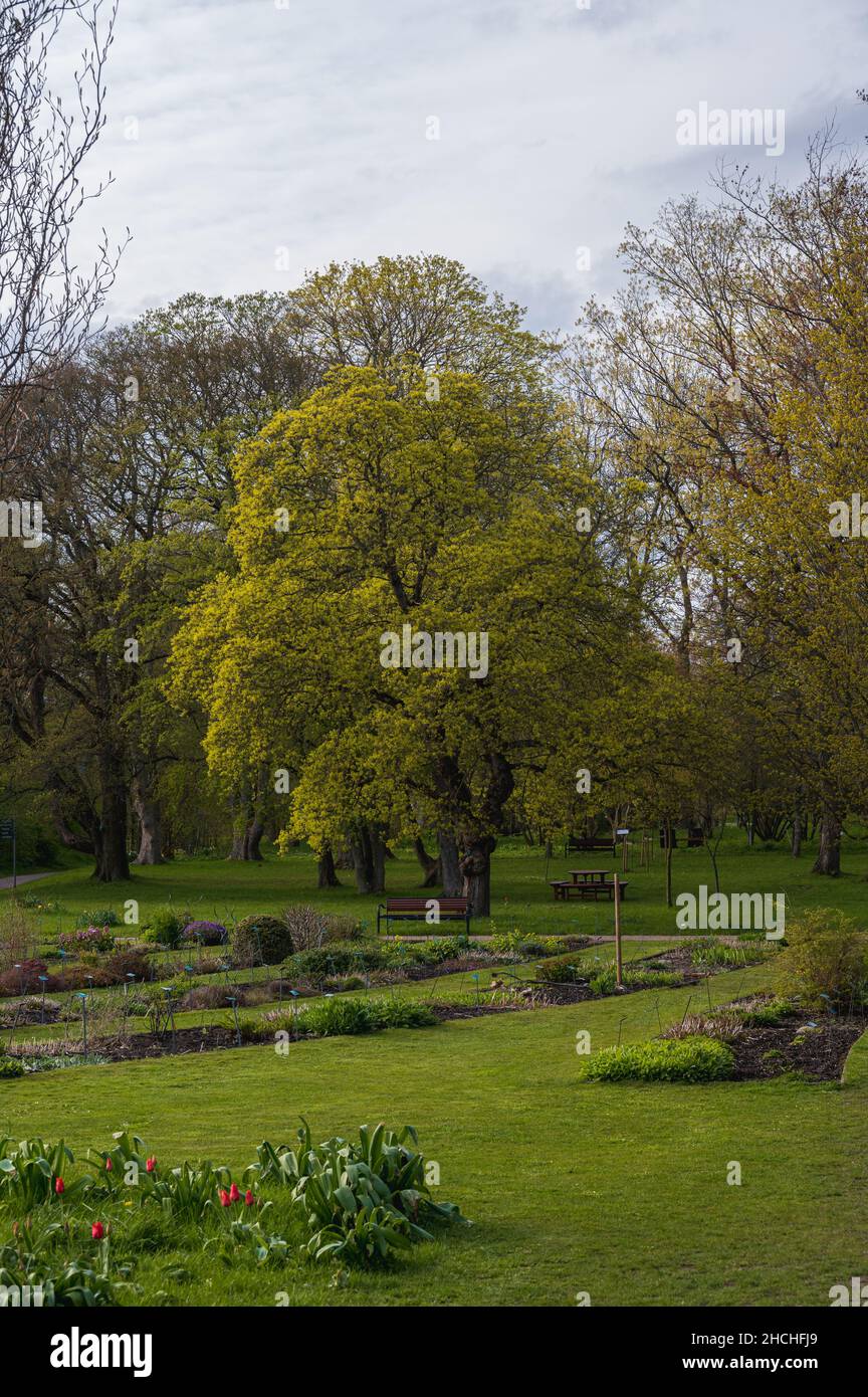Green spring trees in Lund botanical gardens in Sweden Stock Photo - Alamy