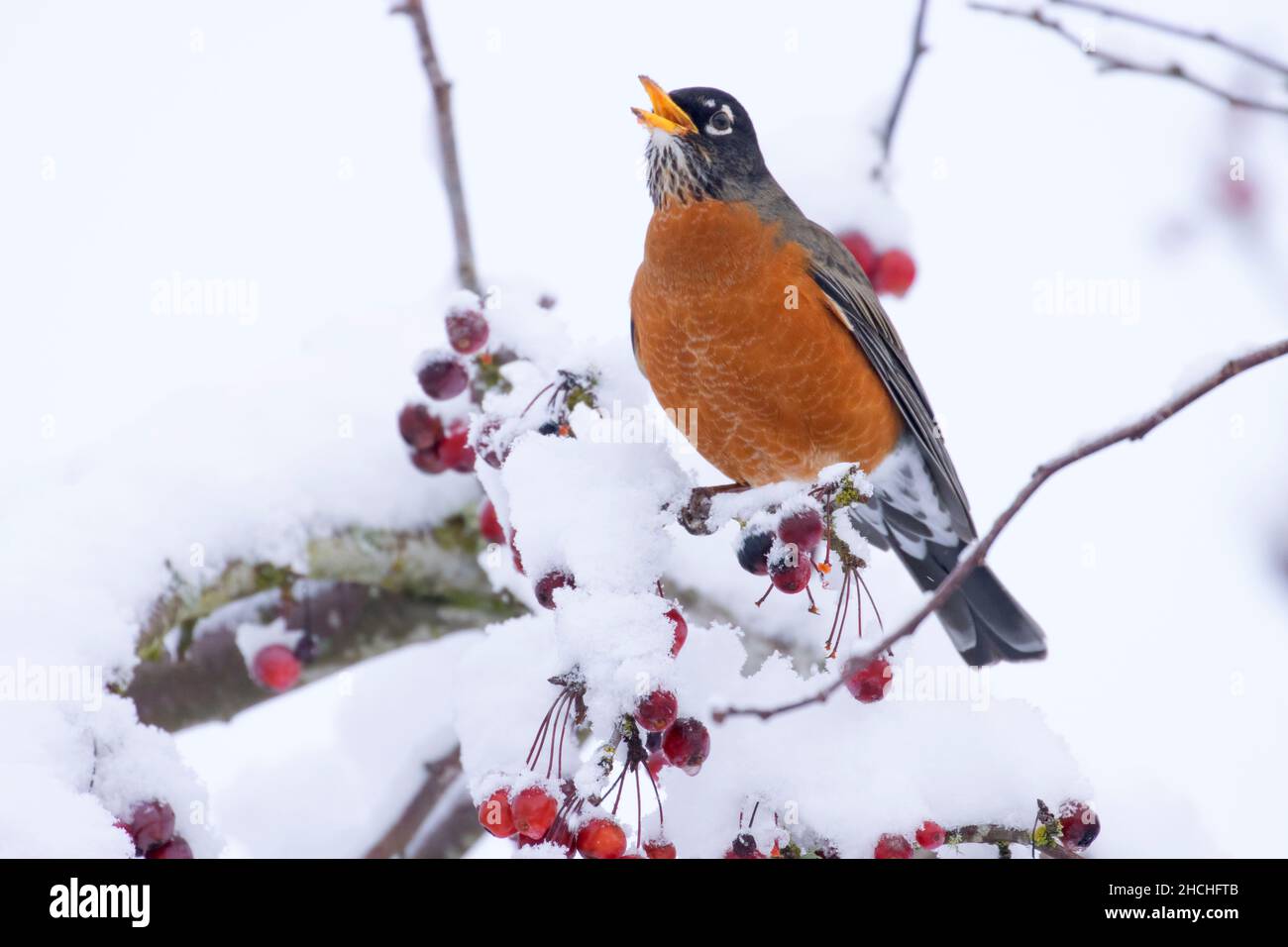 American robin (Turdus migratorius), Keizer, Marion County, Oregon ...