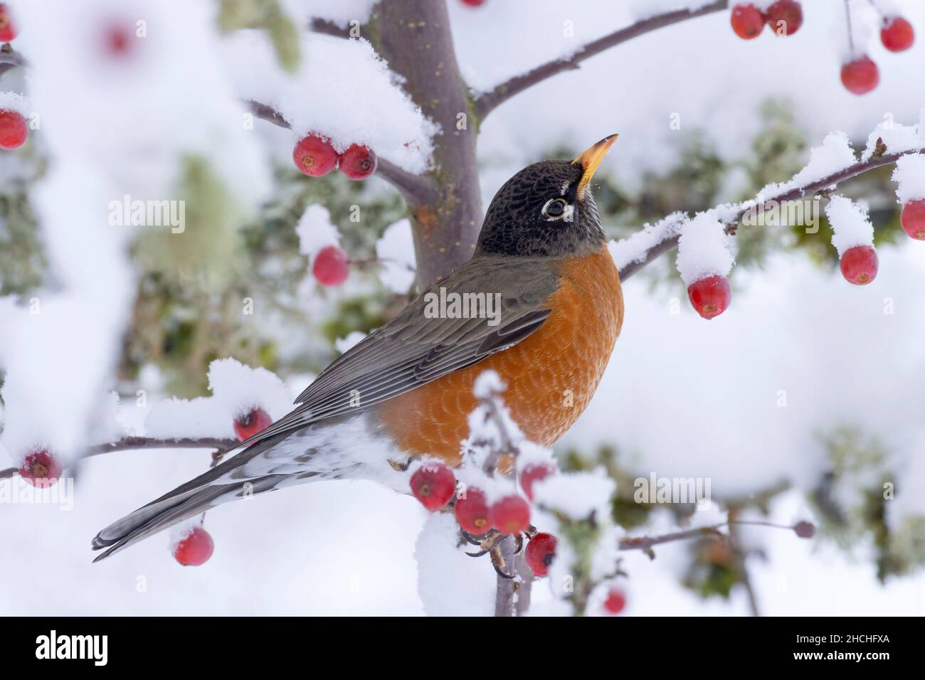 American robin (Turdus migratorius), Keizer, Marion County, Oregon ...