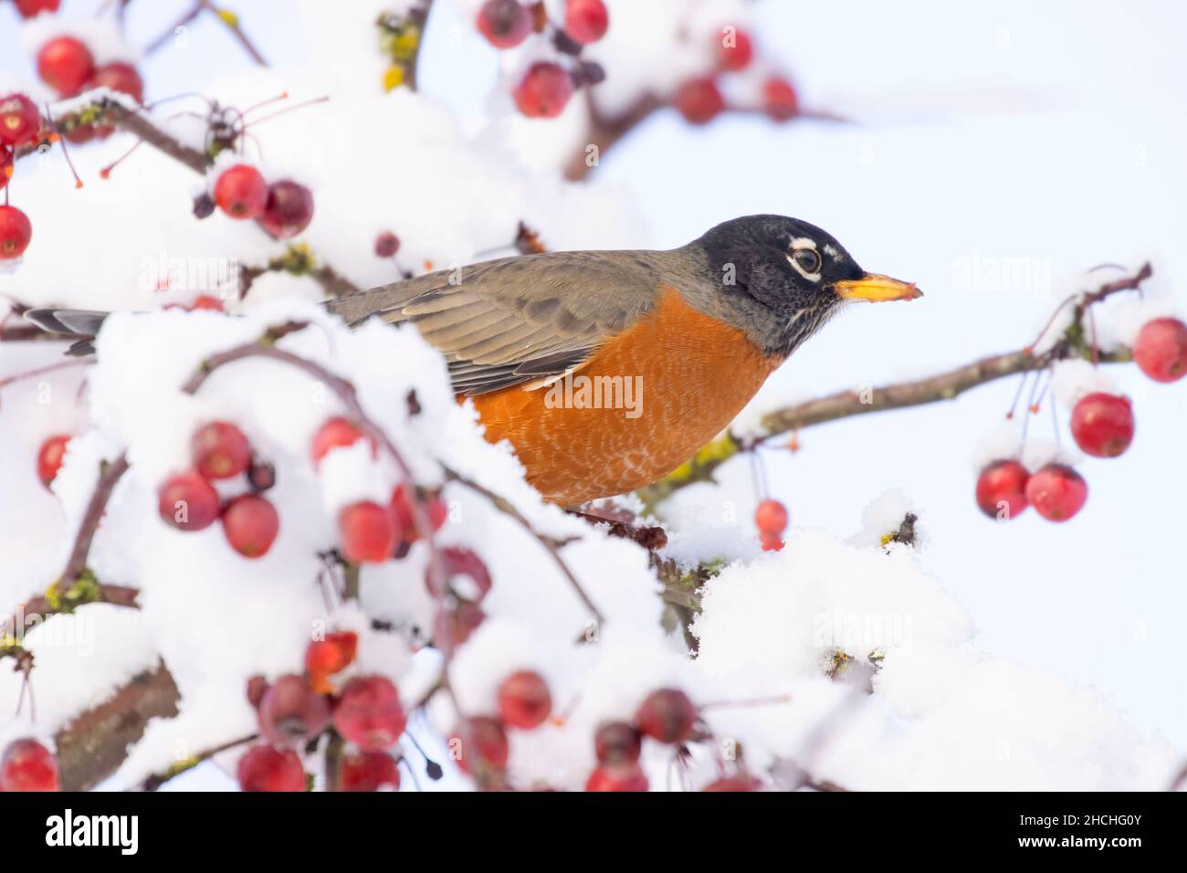 American robin (Turdus migratorius), Keizer, Marion County, Oregon ...