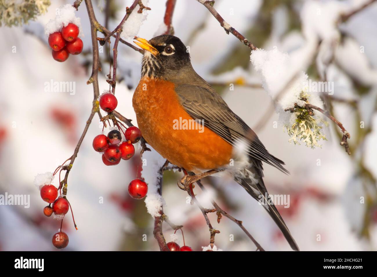American robin hi-res stock photography and images - Alamy