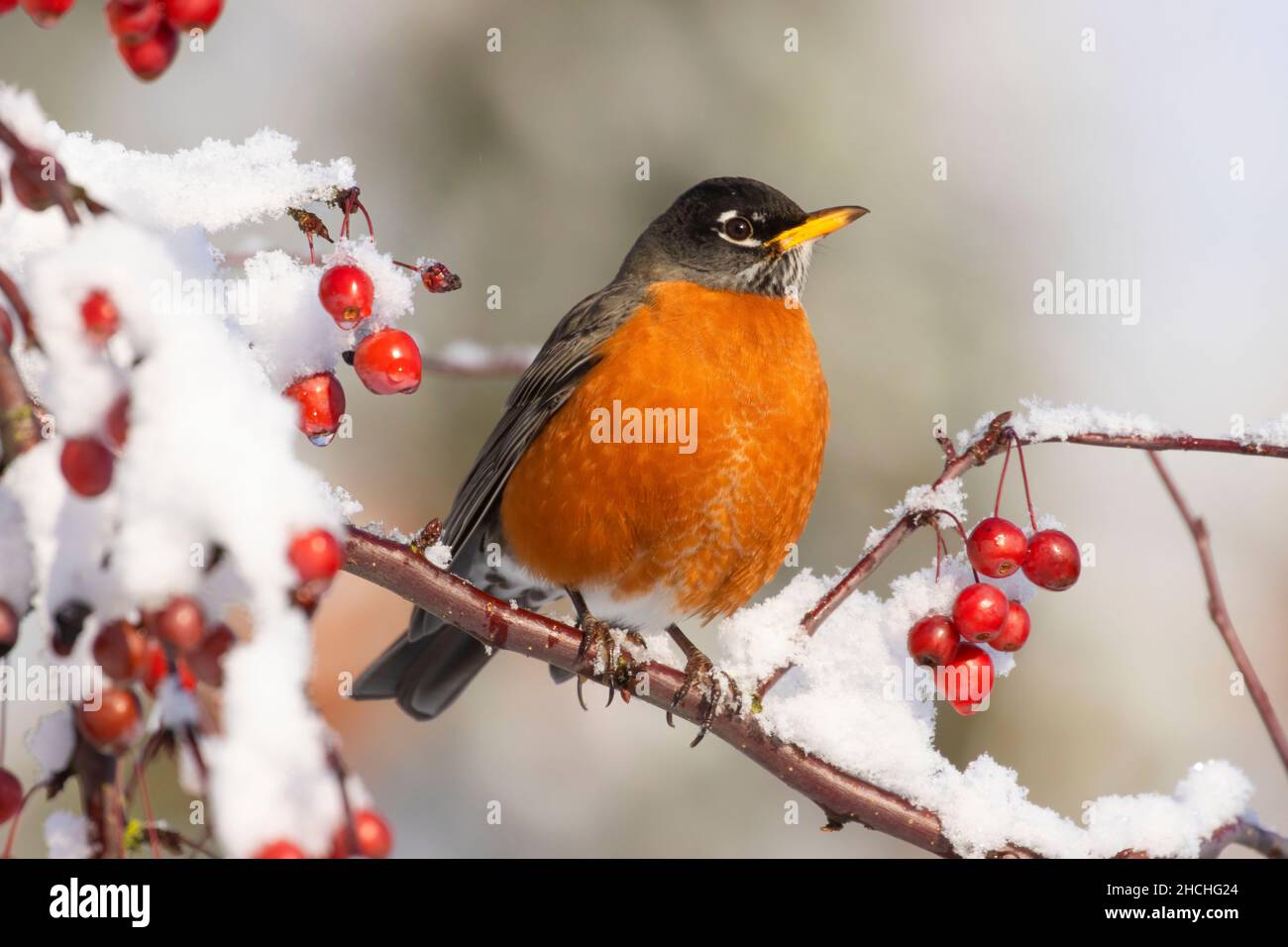 American robin hi-res stock photography and images - Alamy