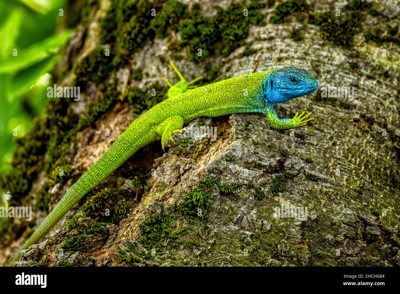The European green lizard (Lacerta viridis), Valbona Valley National ...
