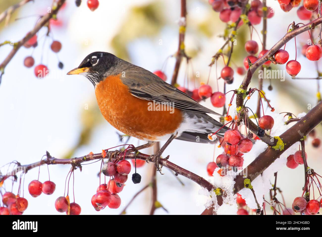 American robin (Turdus migratorius), Keizer, Marion County, Oregon ...