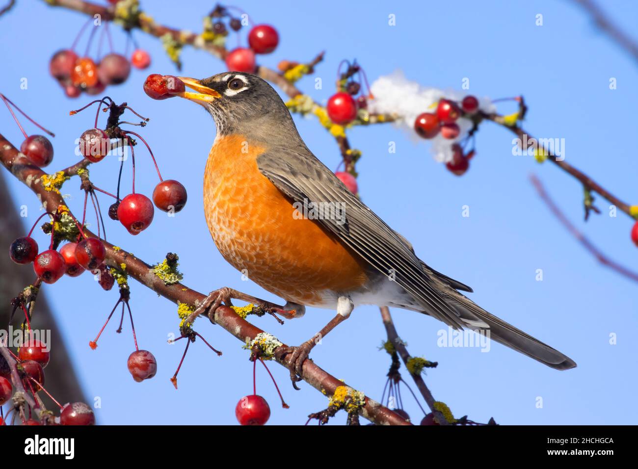 American robin (Turdus migratorius), Keizer, Marion County, Oregon ...
