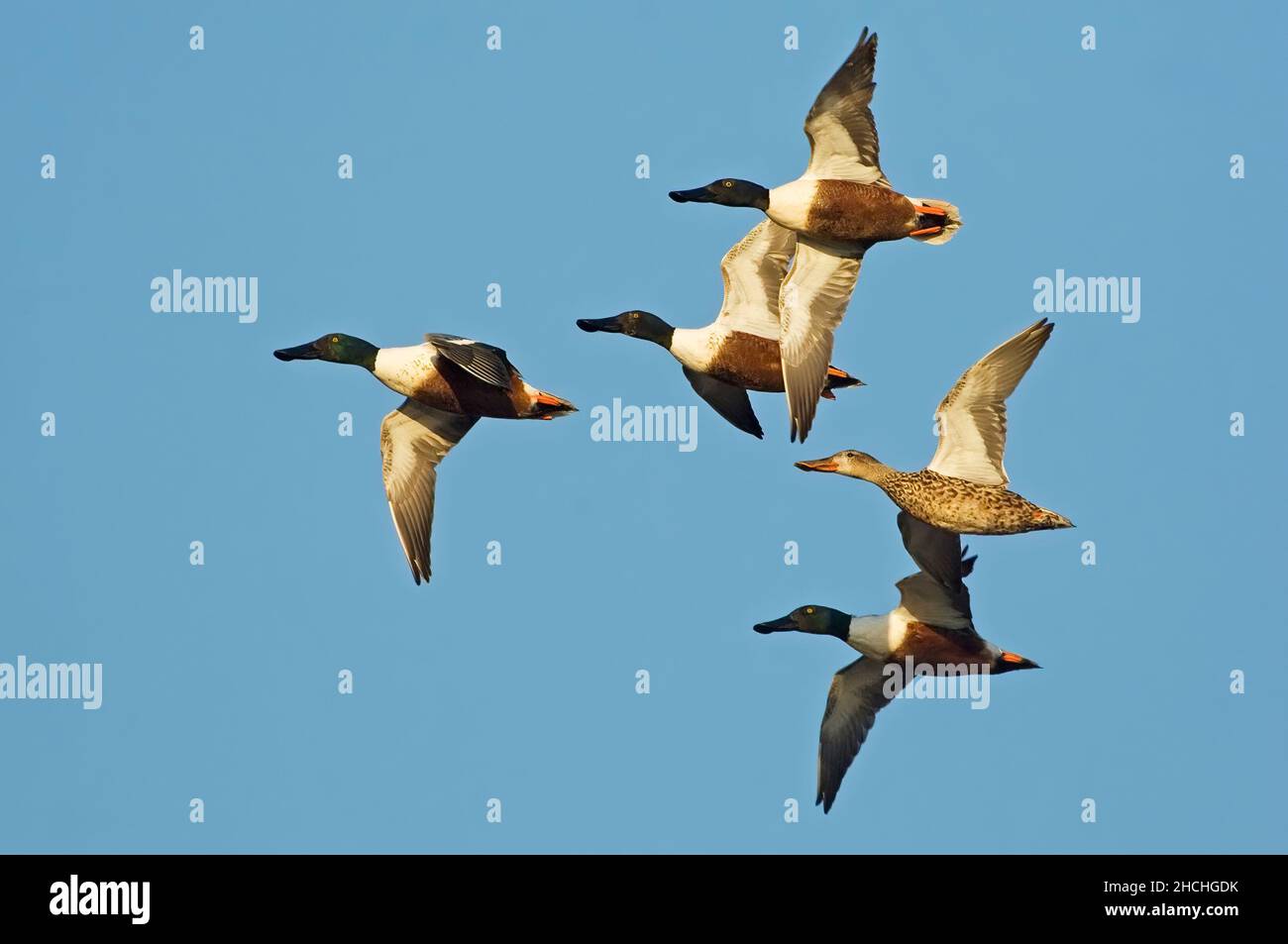 Flying Northern Shoveler High Resolution Stock Photography and Images ...