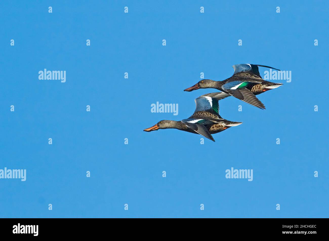 Female northern shoveler flight Stock Photo - Alamy