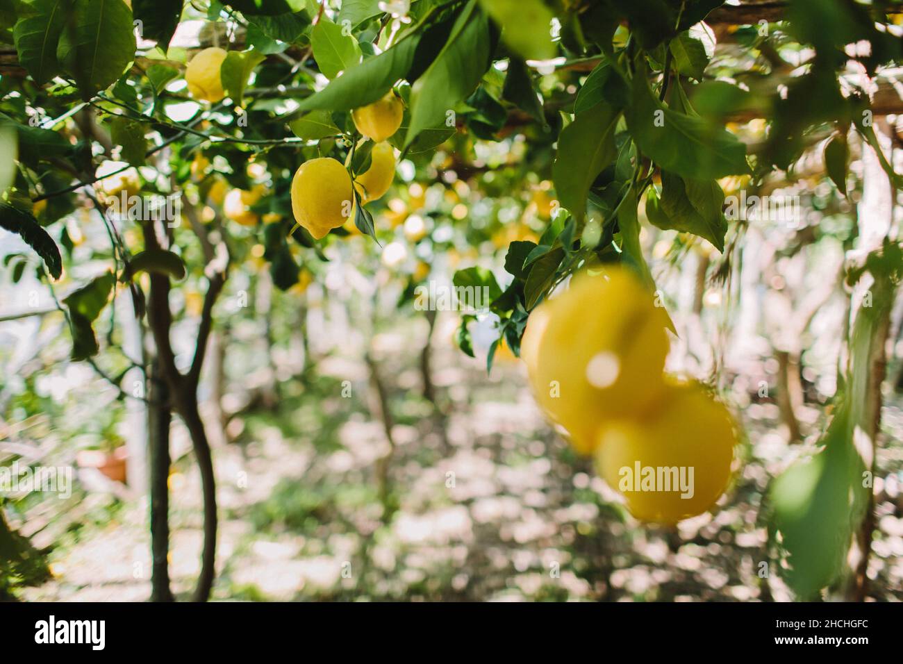 Lemons growing on trees hi-res stock photography and images - Alamy