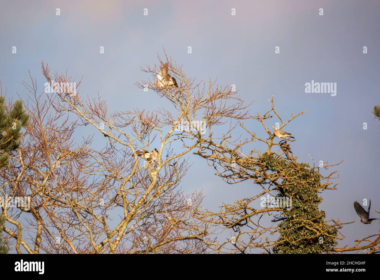 a flock of common wood pigeon perch high in winter branches Stock Photo ...