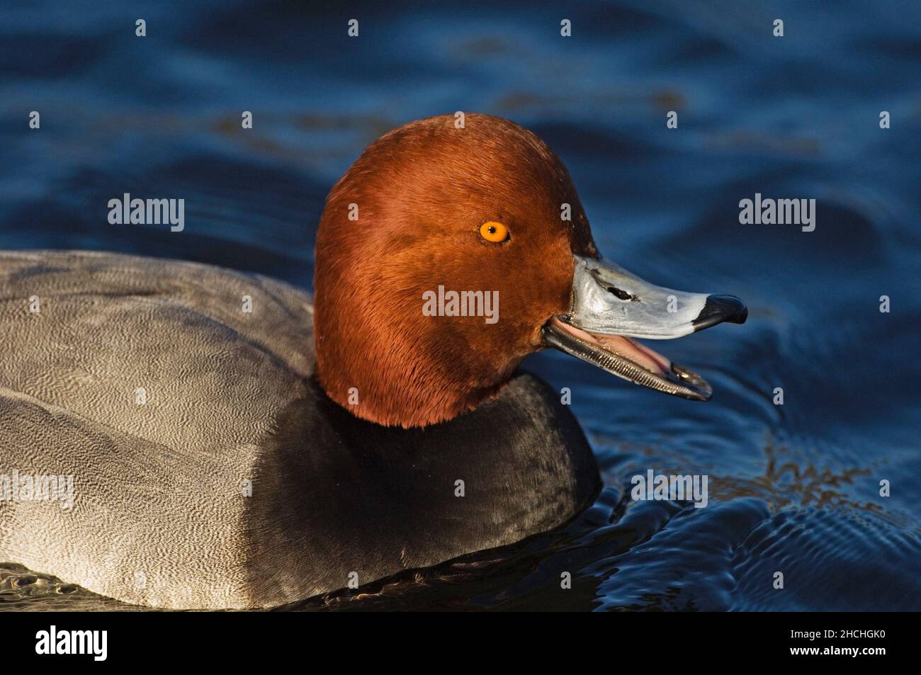 Drake redhead duck vocalizing Stock Photo - Alamy