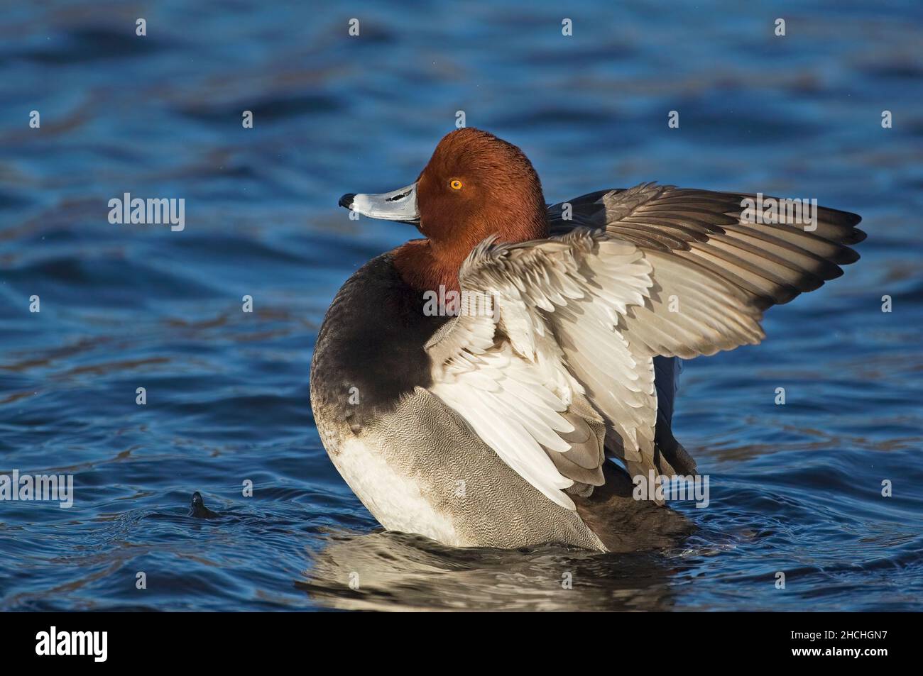 Drake redhead duck flapping wings Stock Photo - Alamy