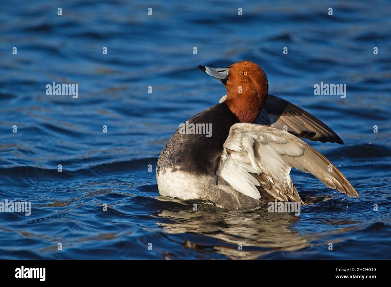 Drake redhead duck flapping wings Stock Photo - Alamy