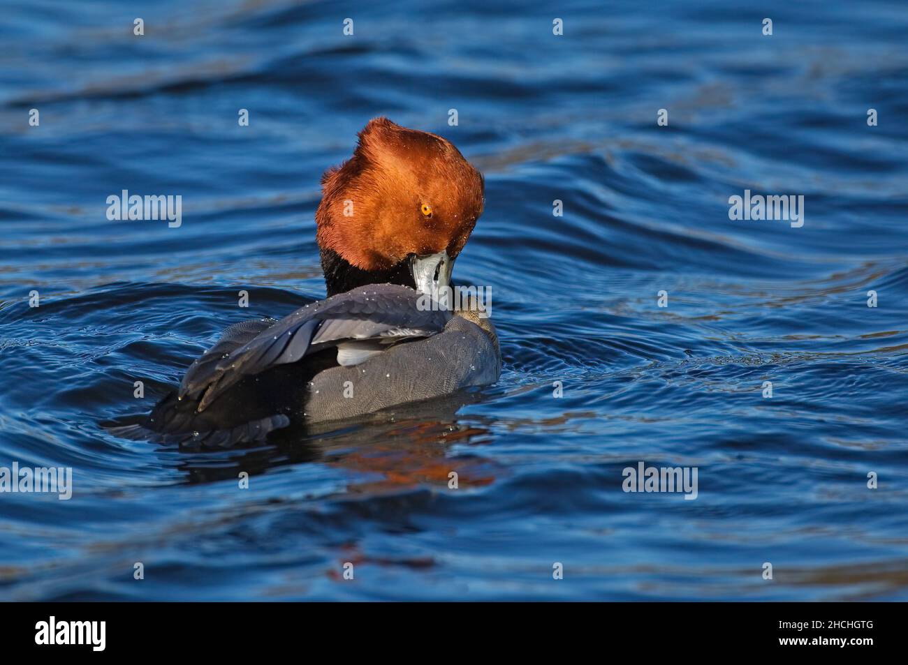 Drake redhead duck Stock Photo - Alamy