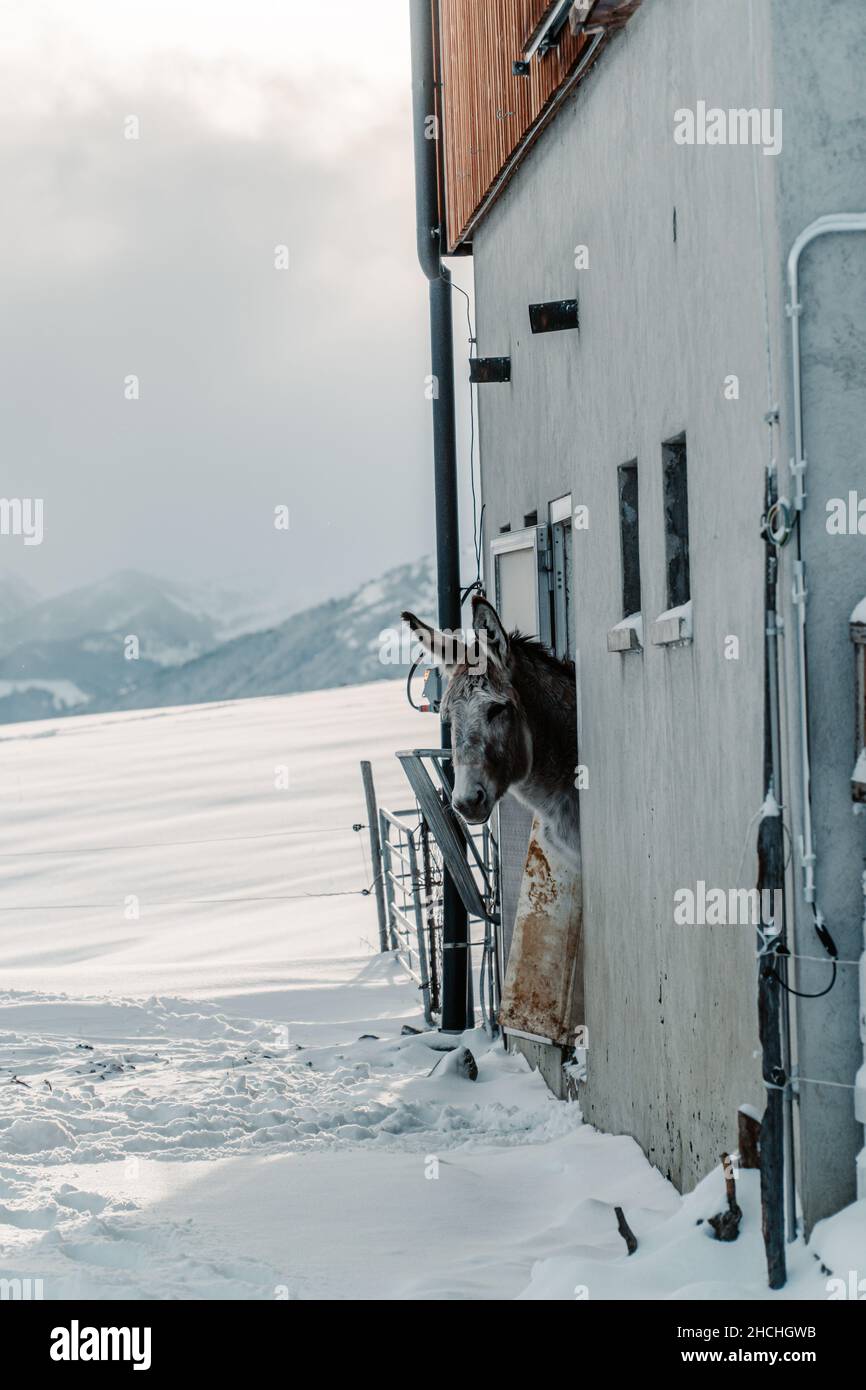 Donkey ice hi-res stock photography and images - Alamy