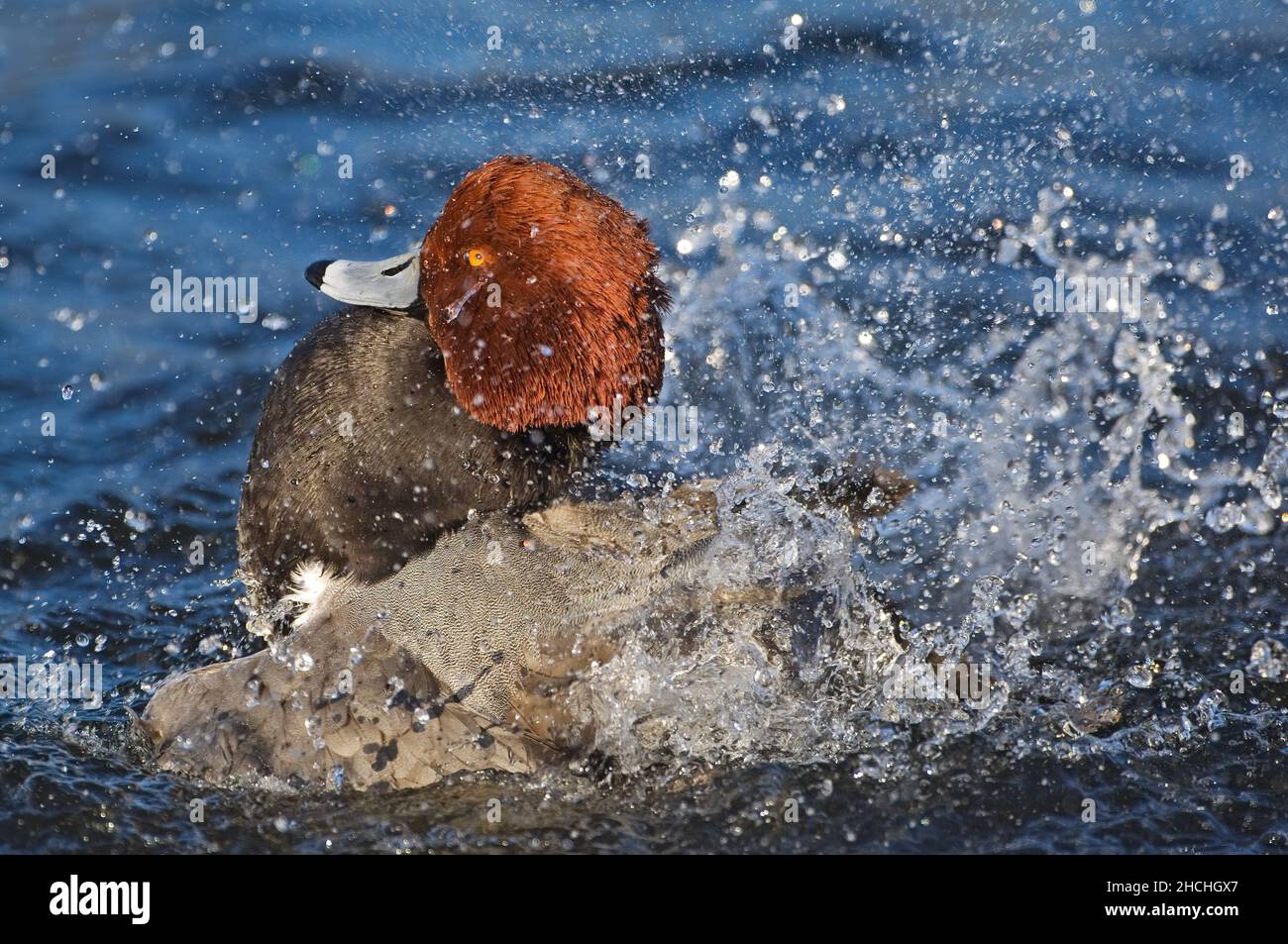Drake redhead duck bathing Stock Photo - Alamy
