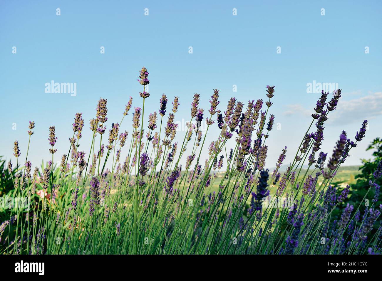 Lavender field tuscany hi-res stock photography and images - Alamy