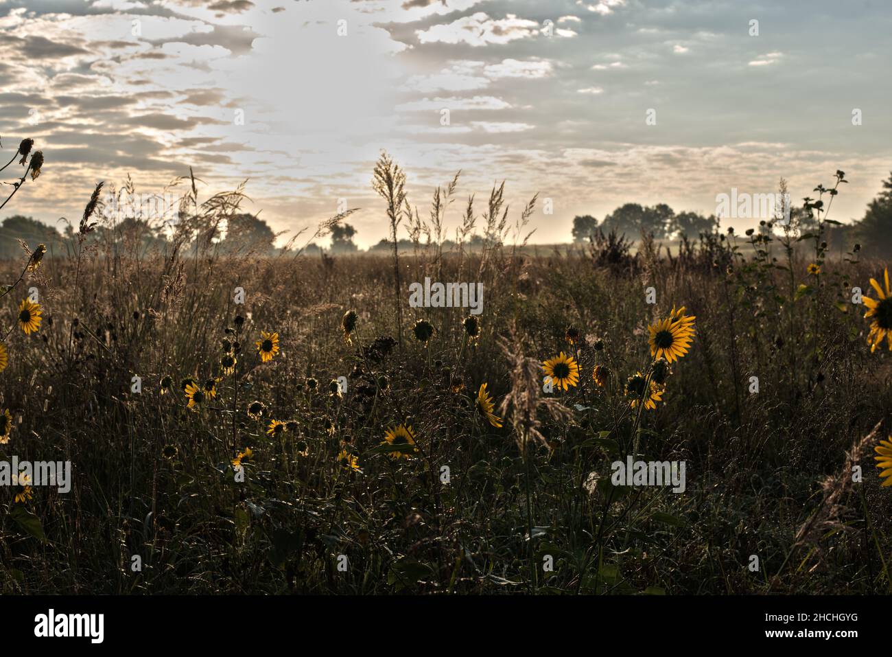 Kansas agriculture sunflower hi-res stock photography and images - Alamy