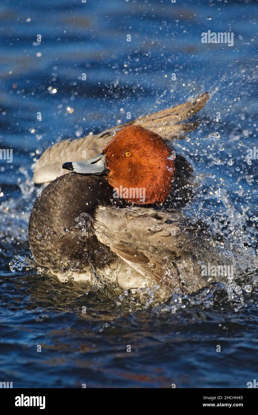 Redhead duck hi-res stock photography and images - Alamy