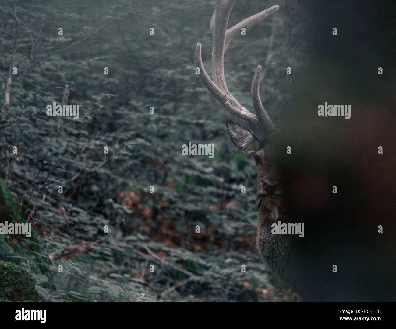 View of the deer hiding behind the tree in the forest Stock Photo - Alamy