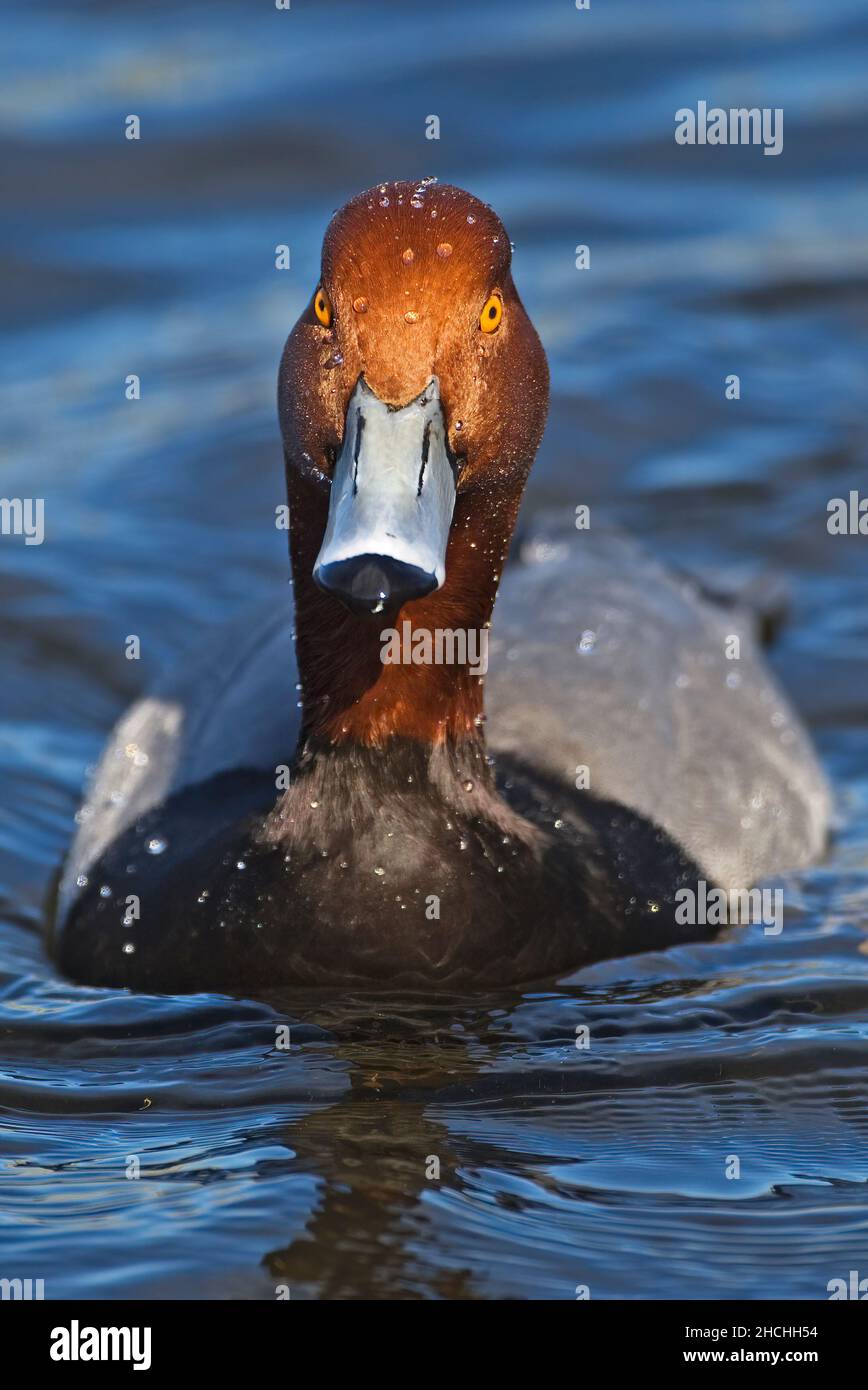 Drake redhead hi-res stock photography and images - Alamy