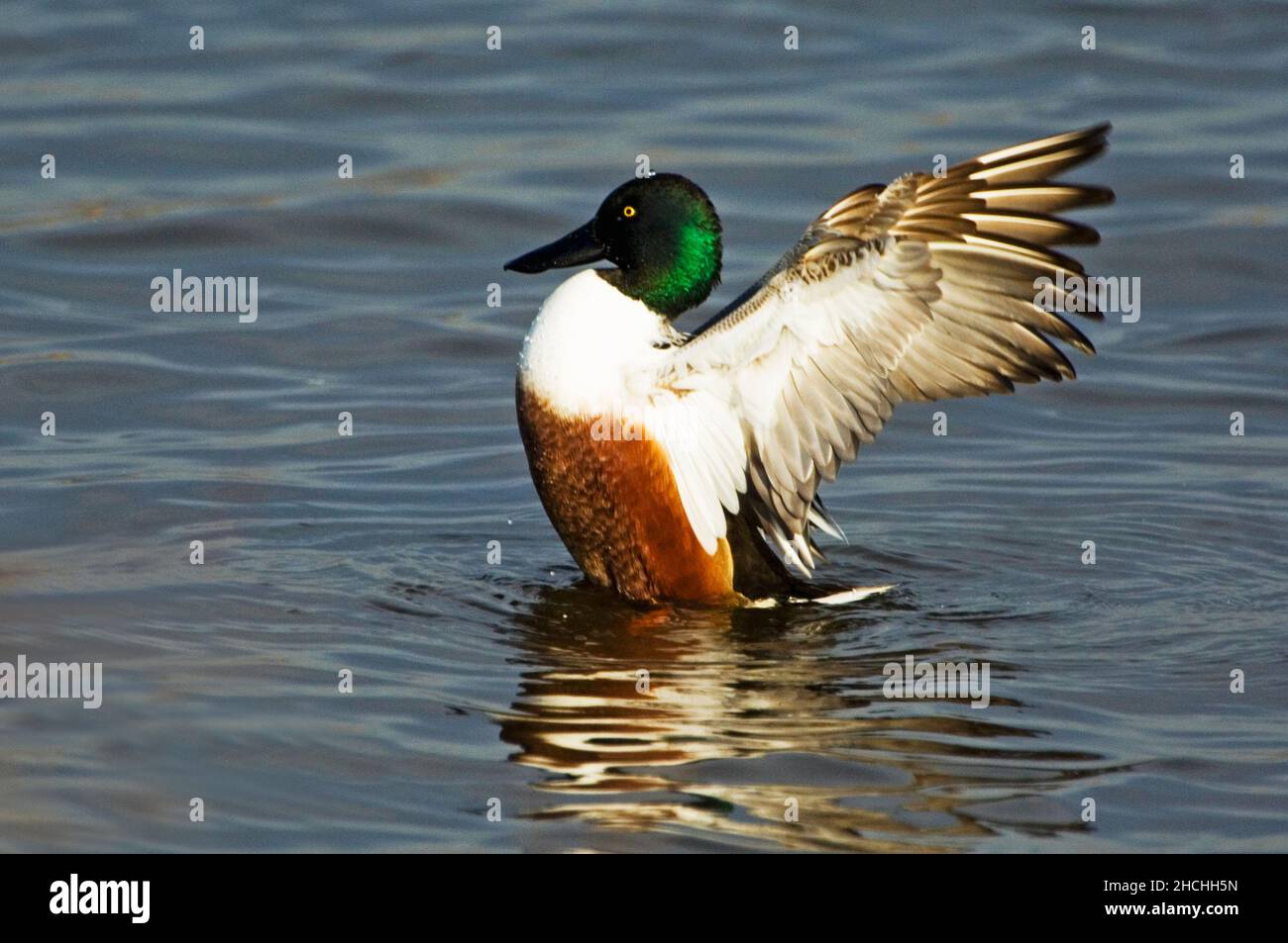Northern Shoveler. Anas clypeata. Jamaica Bay, Gateway, NRA. Northern ...