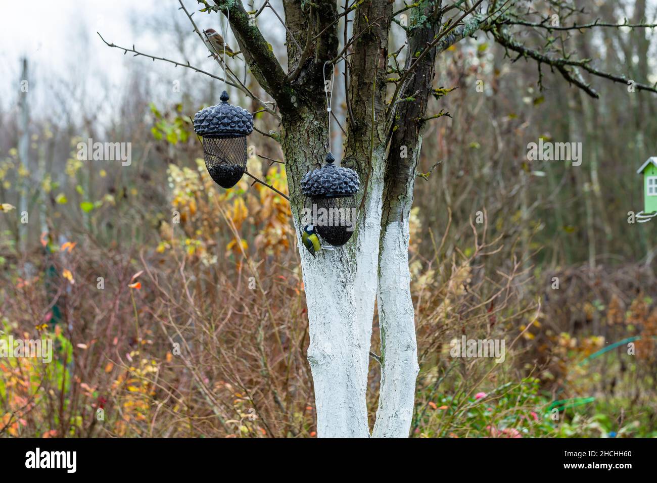 Hanging bird feeders in shape of acorn full of different grain in the ...