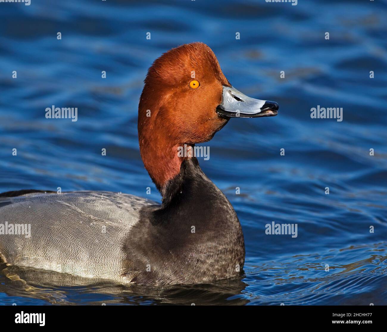 Redhead duck hi-res stock photography and images - Alamy