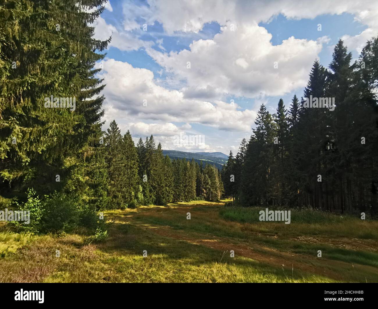 Bohemian forest hi-res stock photography and images - Alamy