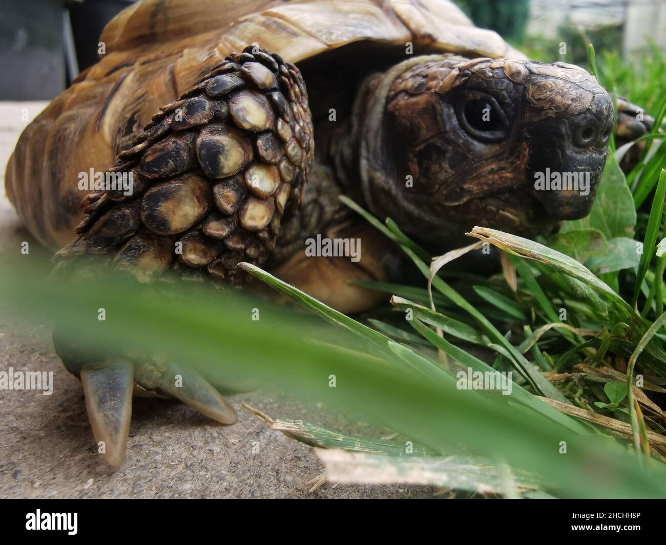 Cloawup ahot of a huge turtle in a zoo during the day Stock Photo - Alamy