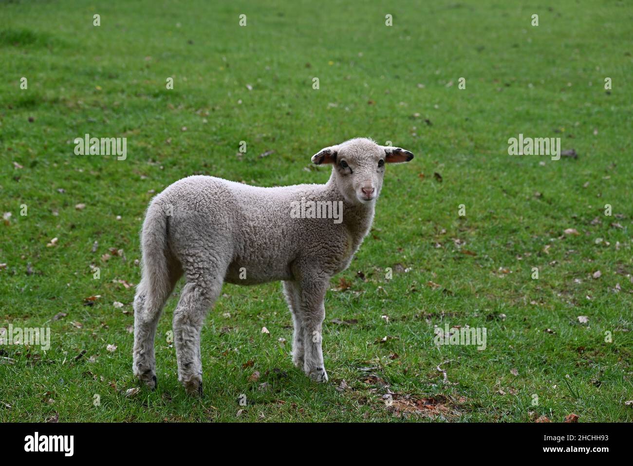 sheep family having dinner Stock Photo - Alamy