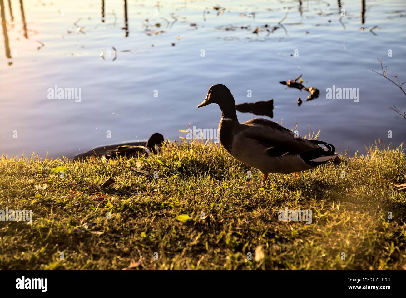 Mallards by the shore of a river at twilight Stock Photo - Alamy