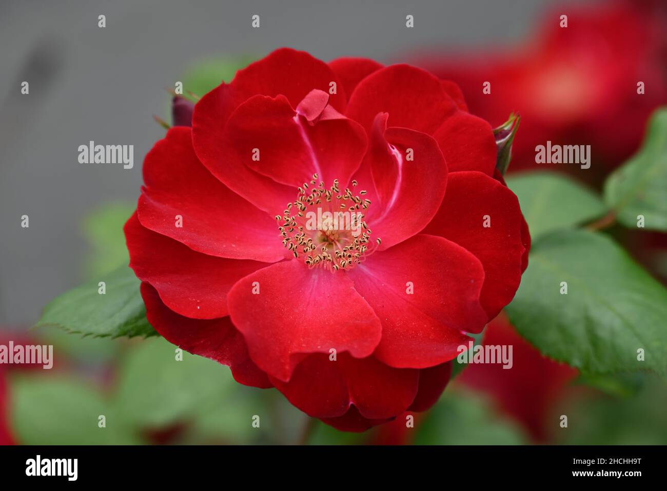 Bluhende Rose High Resolution Stock Photography and Images - Alamy