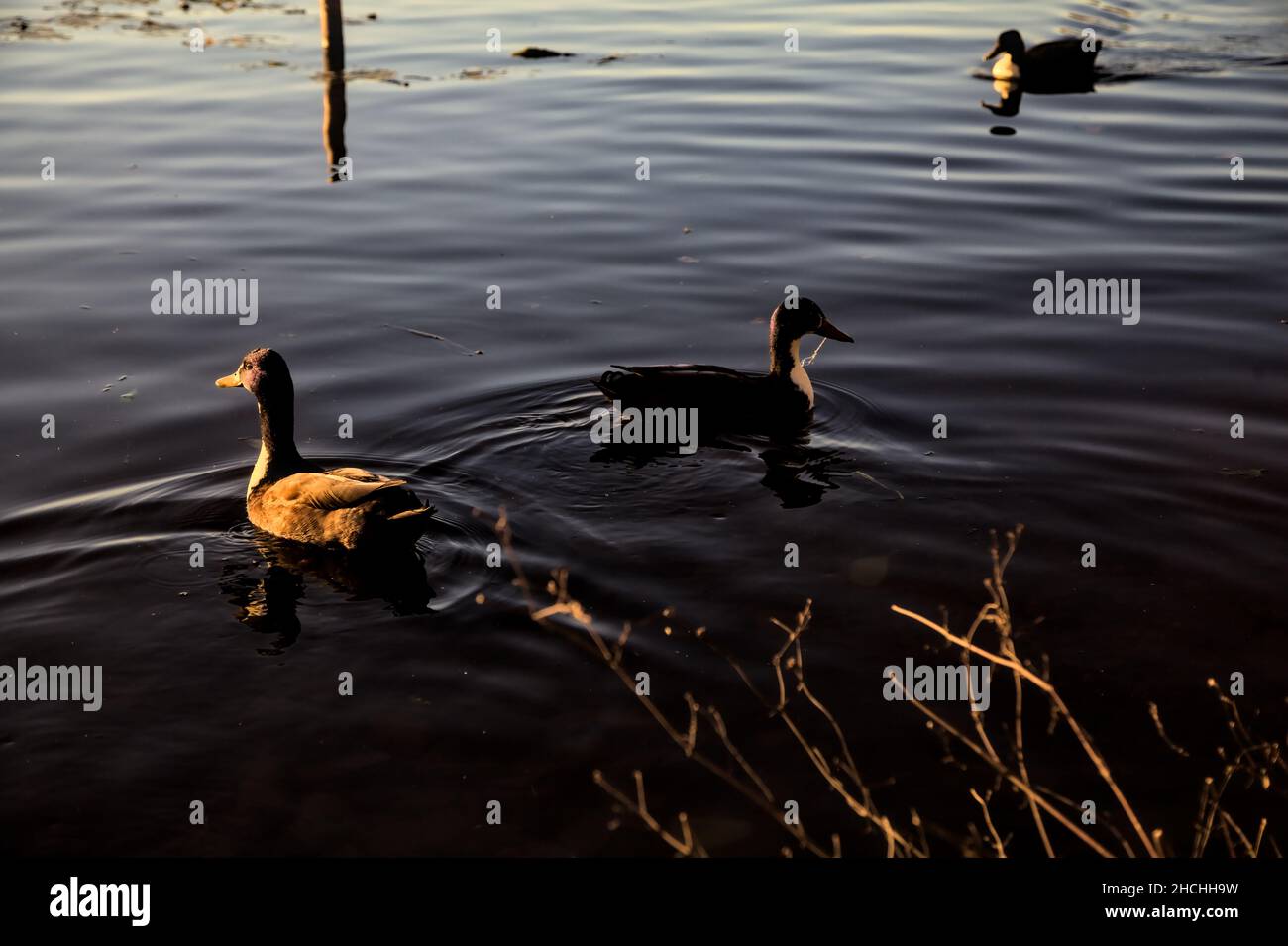 Mallards by the shore of a river at twilight Stock Photo - Alamy