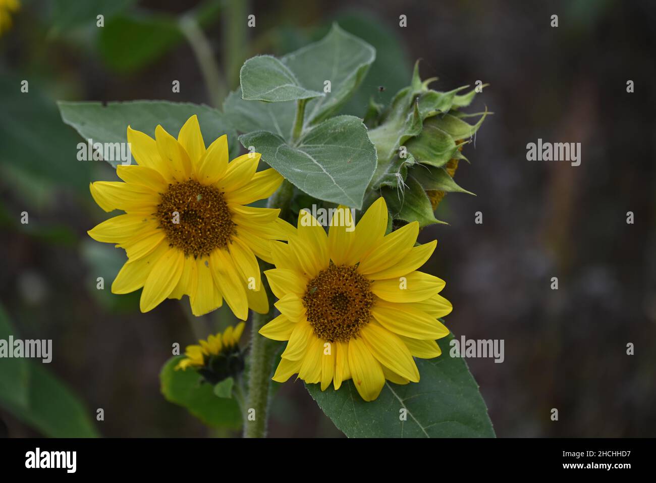 Naturfotogtafie hi-res stock photography and images - Alamy