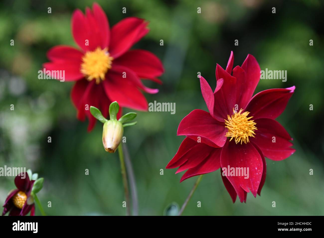 Red rot hi-res stock photography and images - Alamy