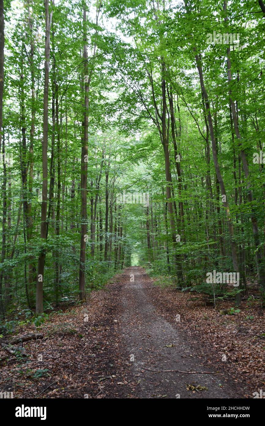 idyllic woodland path in Germany Stock Photo - Alamy