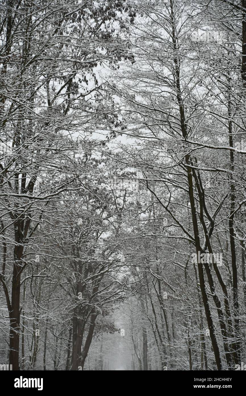 Weisse winterlandschaft hi-res stock photography and images - Alamy