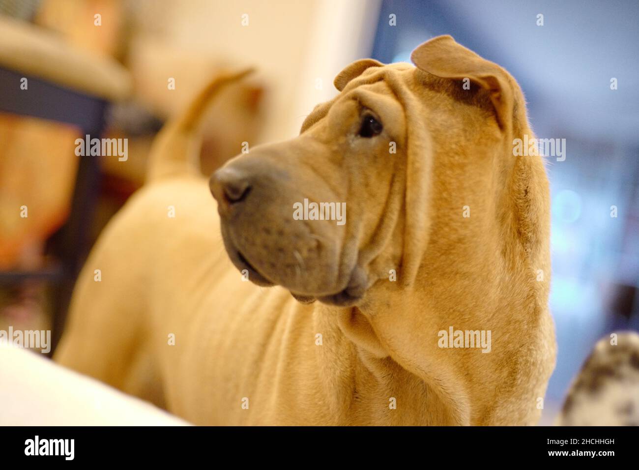 Shot beautiful small apartment hi-res stock photography and images - Alamy