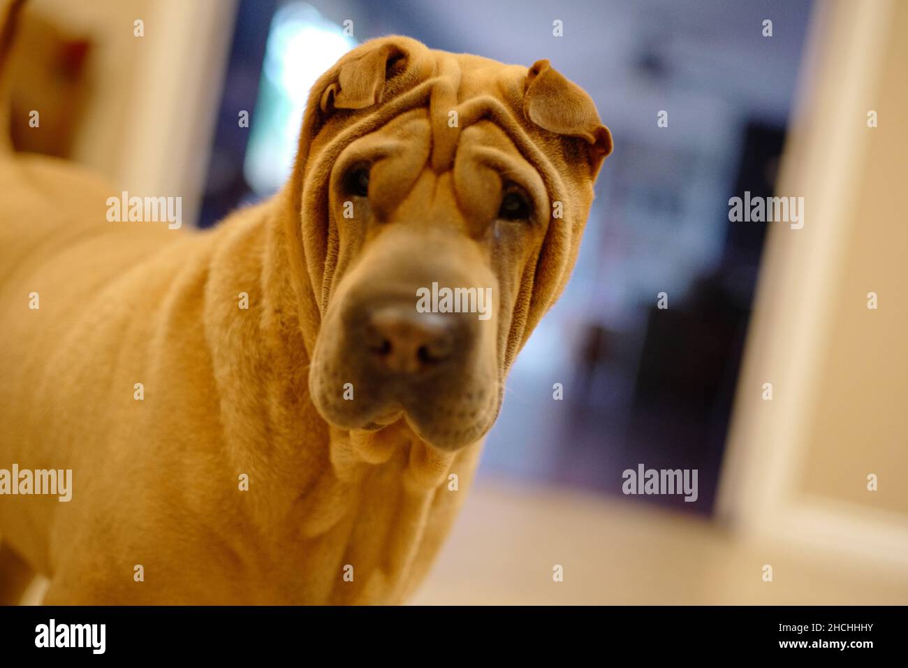 Shot beautiful small apartment hi-res stock photography and images - Alamy