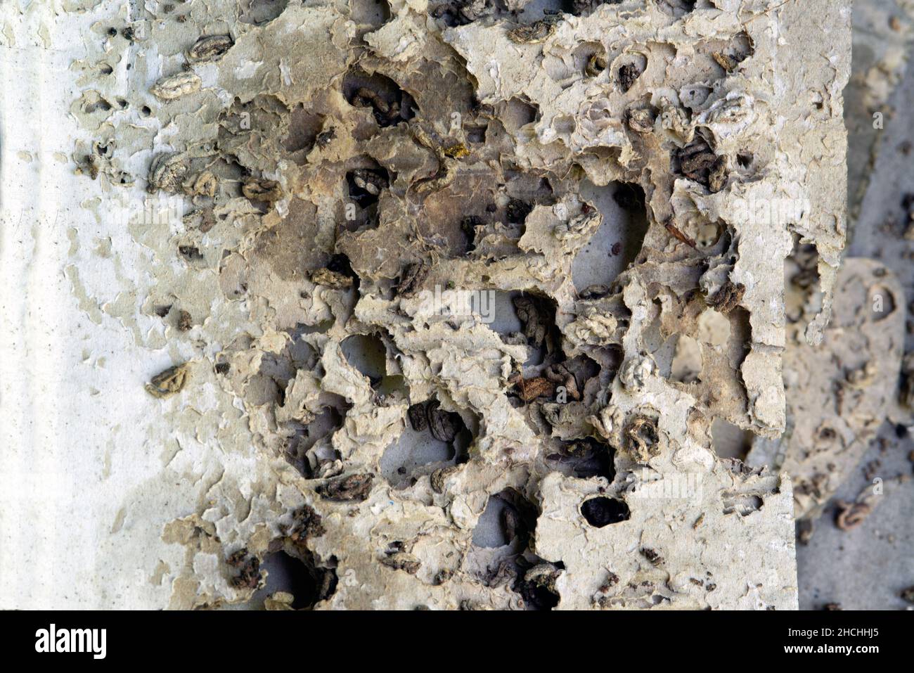 The white cardboard was destroyed by termites Stock Photo - Alamy