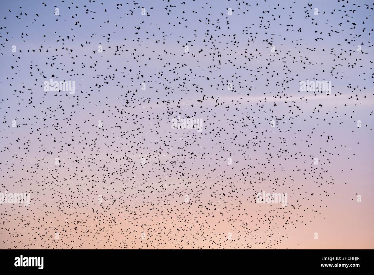 Starlings murmuration rome hi-res stock photography and images - Alamy
