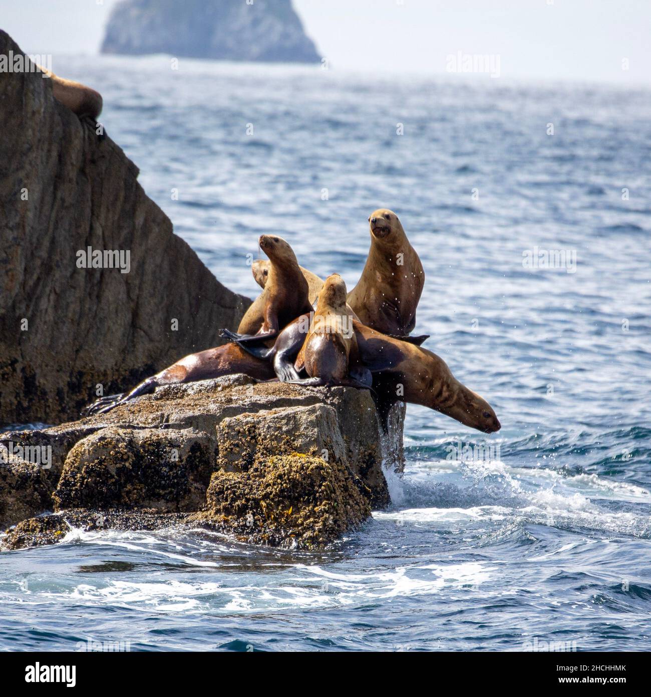 Bunch of seals hi-res stock photography and images - Alamy