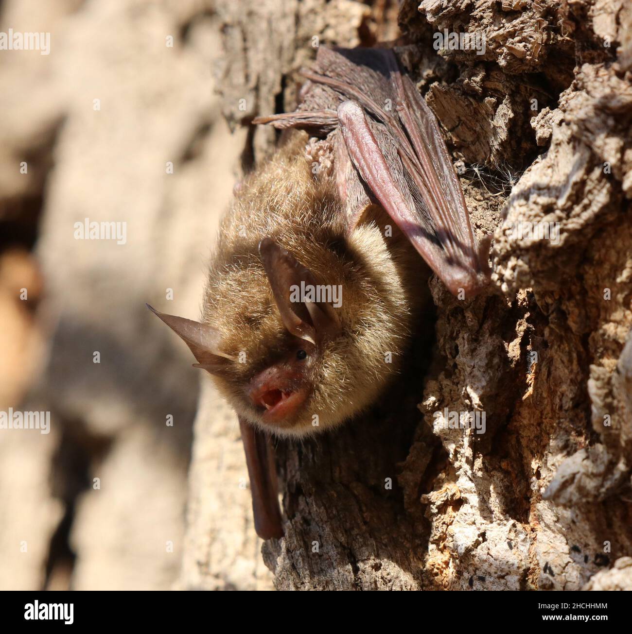 Bat hanging from tree animal wildlife hi-res stock photography and ...