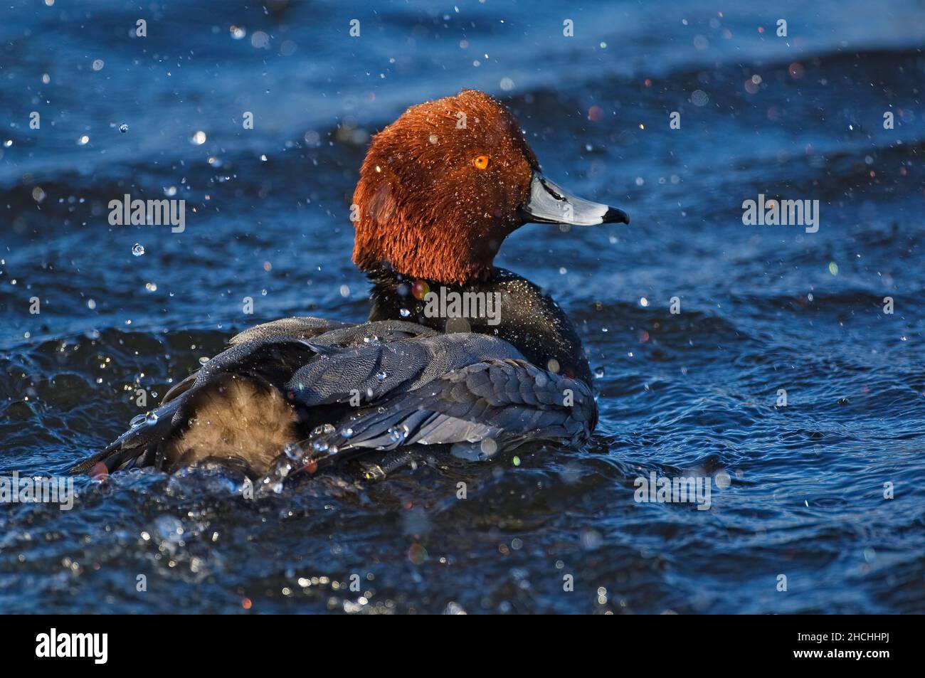 Drake redhead duck bathing Stock Photo - Alamy