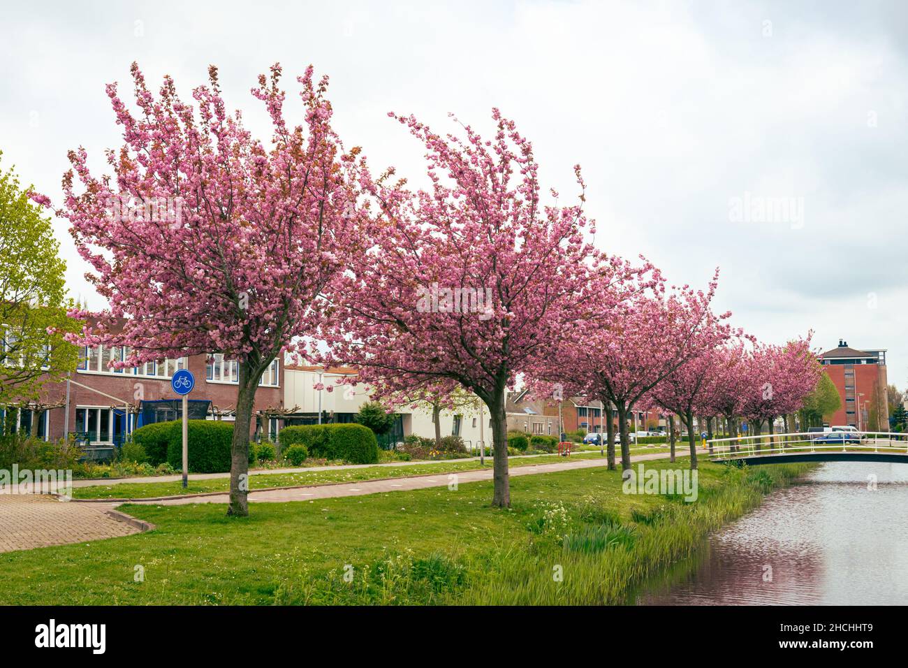 Row of pink flowering ornamental cherry trees (Prunus serrulata or ...