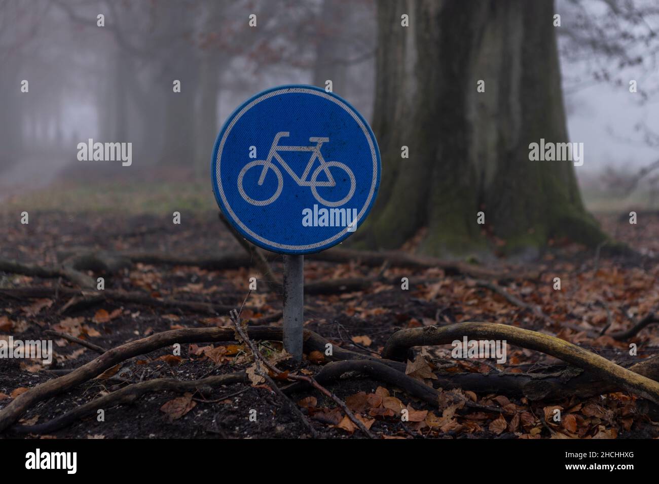 Dutch bicycle path sign in enchanted forest fog Stock Photo - Alamy