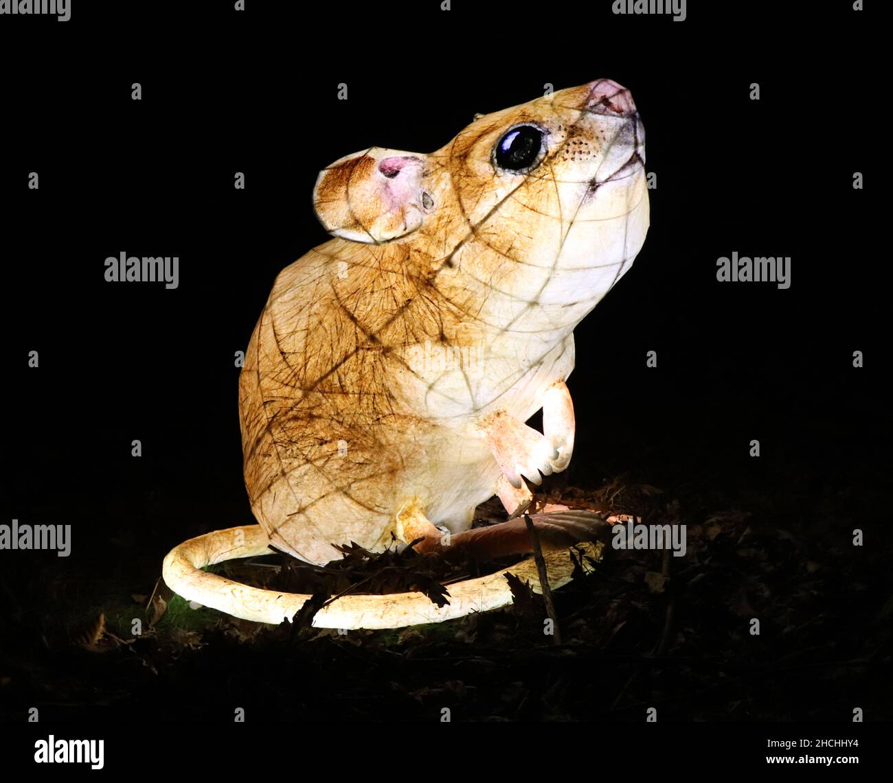 Heligan night garden hi-res stock photography and images - Alamy