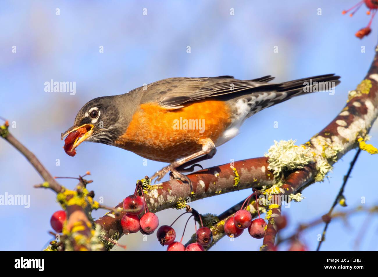 American robin (Turdus migratorius), Keizer, Marion County, Oregon ...