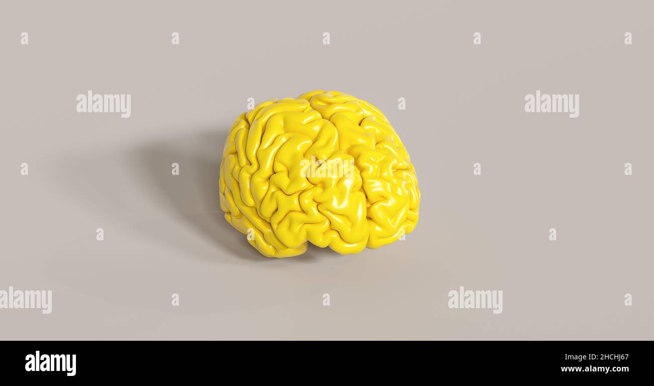 yellow human brain Anatomical Model on floor Stock Photo - Alamy
