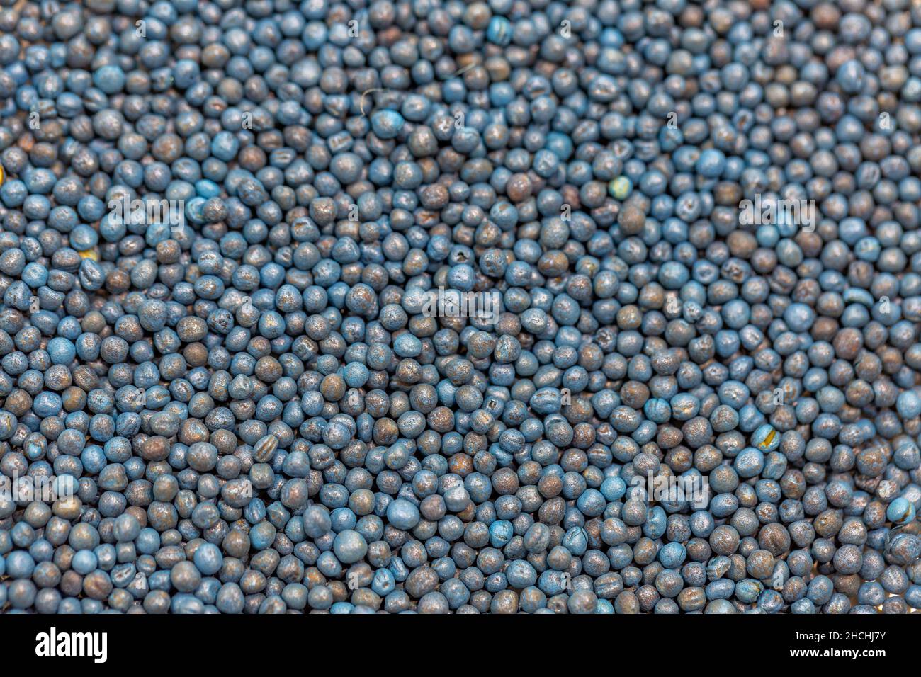 Macro. Processed blue-coated rapeseed seeds in a petri dish in the lab ...